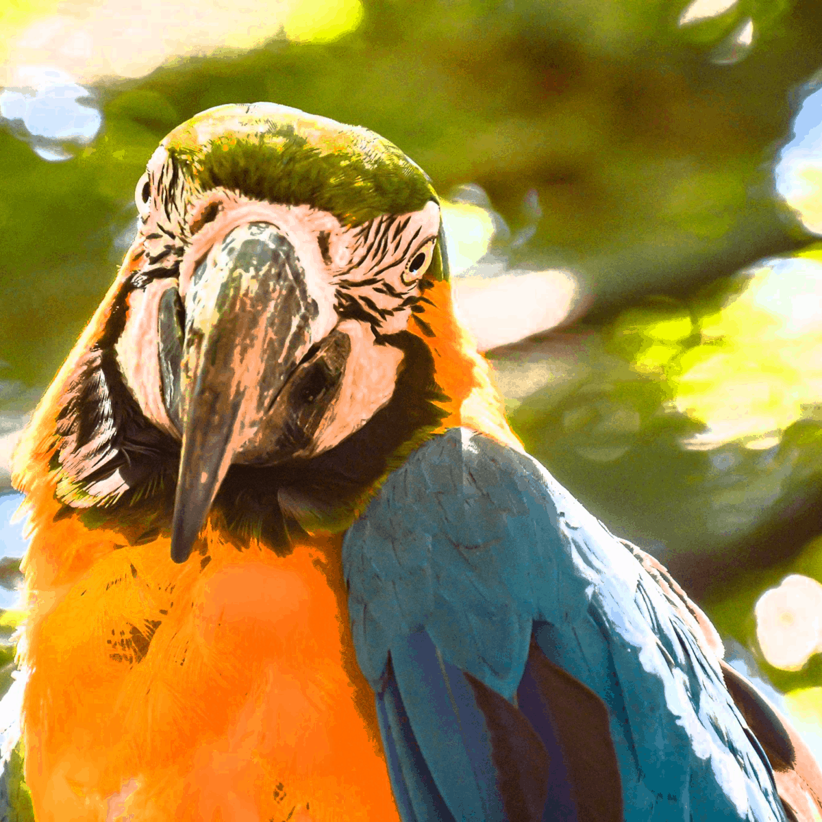 Auredy Louixe – Transition Flow – Mauritius Arts – Online Art Gallery