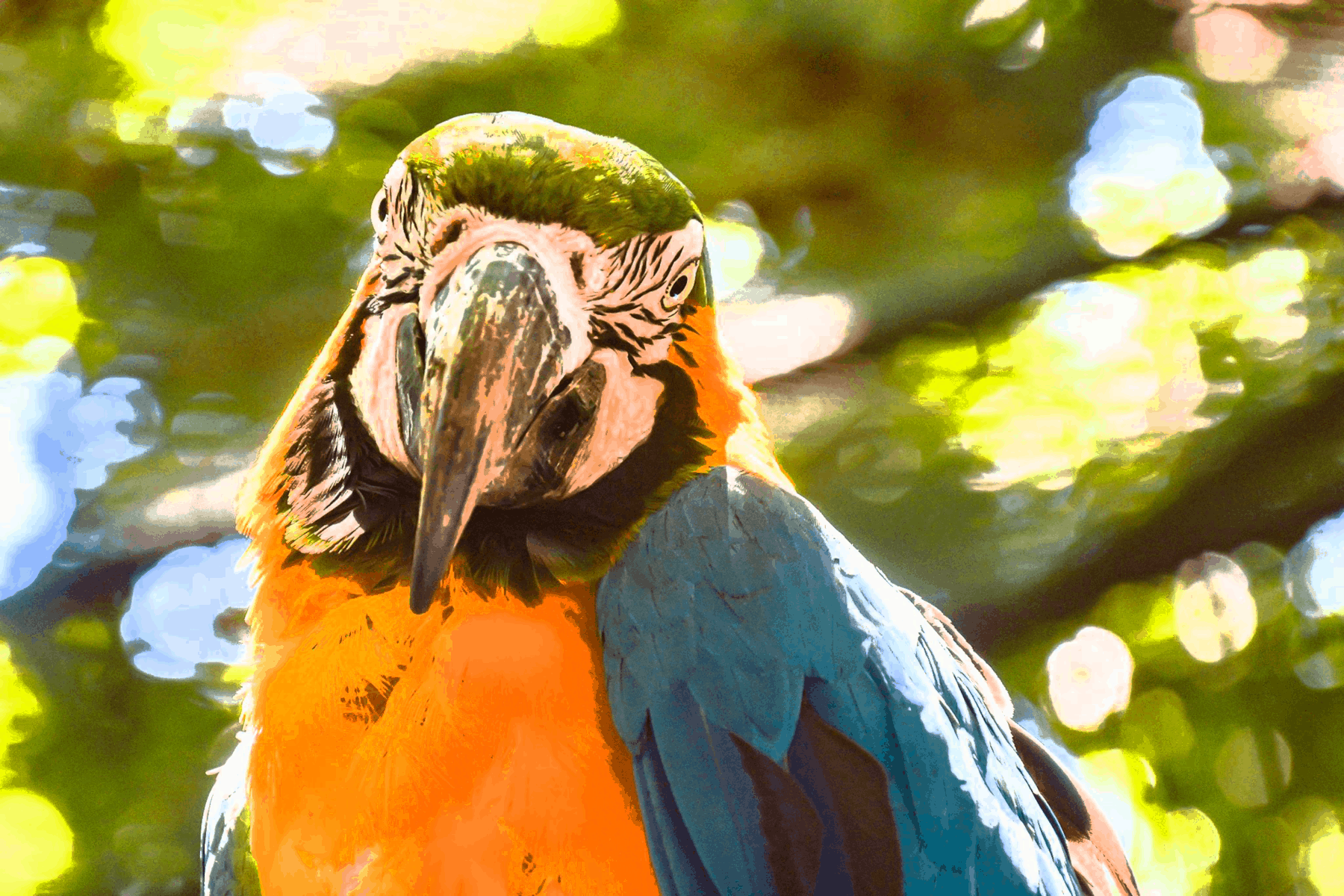 Auredy Louixe – Parrot – Mauritius Arts – Online Art Gallery